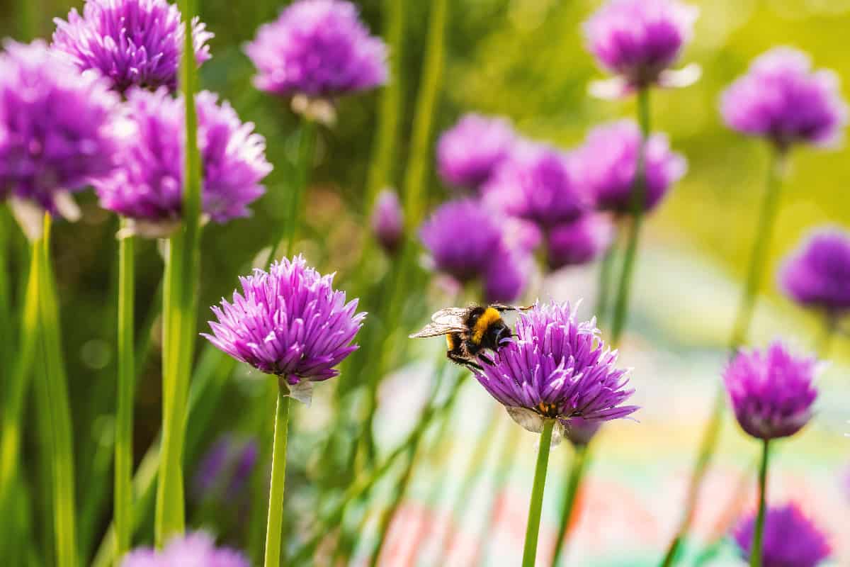 How to Plant Chives - Minneopa Orchards