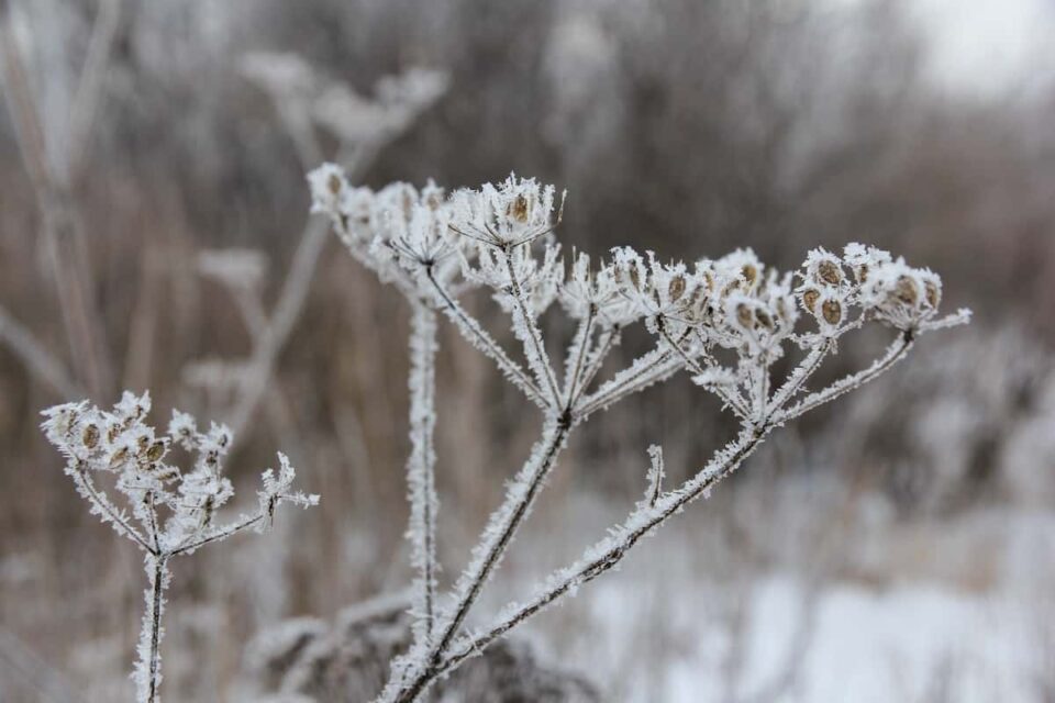 How to Create a Seed Starting Calendar - Minneopa Orchards