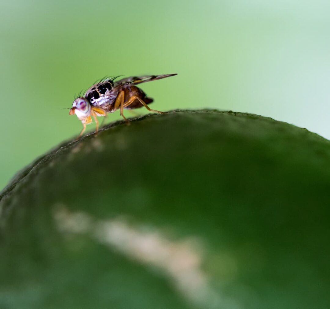 How to Identify and Eliminate Orange Tree Pests - Minneopa Orchards