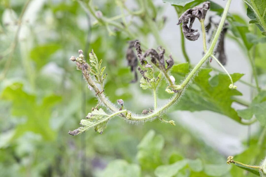 All About the Mini Piccolo Watermelon - Minneopa Orchards