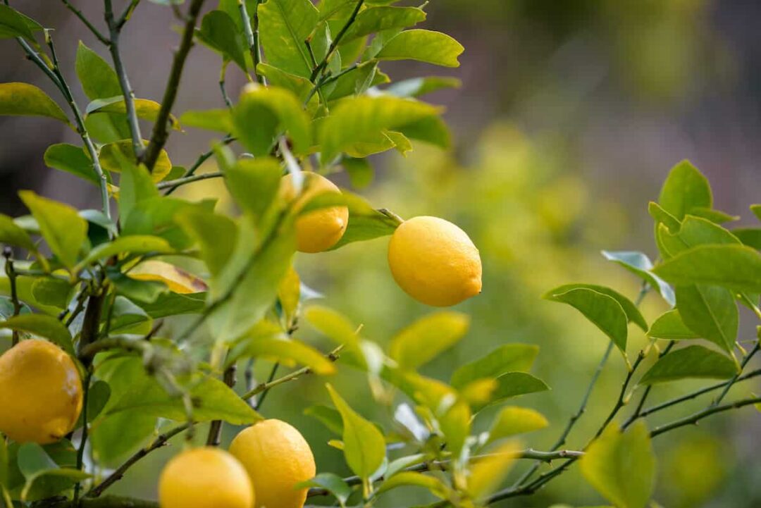 How to Plant a Lemon Tree - Minneopa Orchards