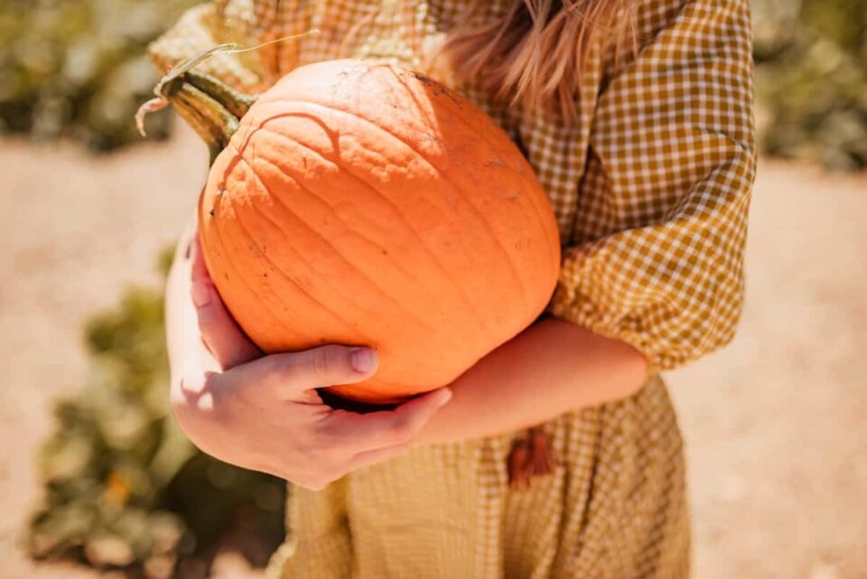 11 of the Best Pumpkin Patches in Arizona - Minneopa Orchards