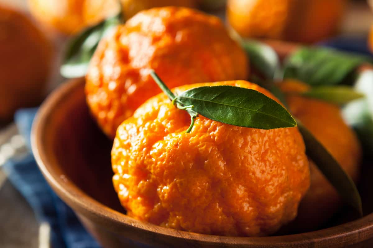 The Golden Nugget Tangerine Tree - Minneopa Orchards