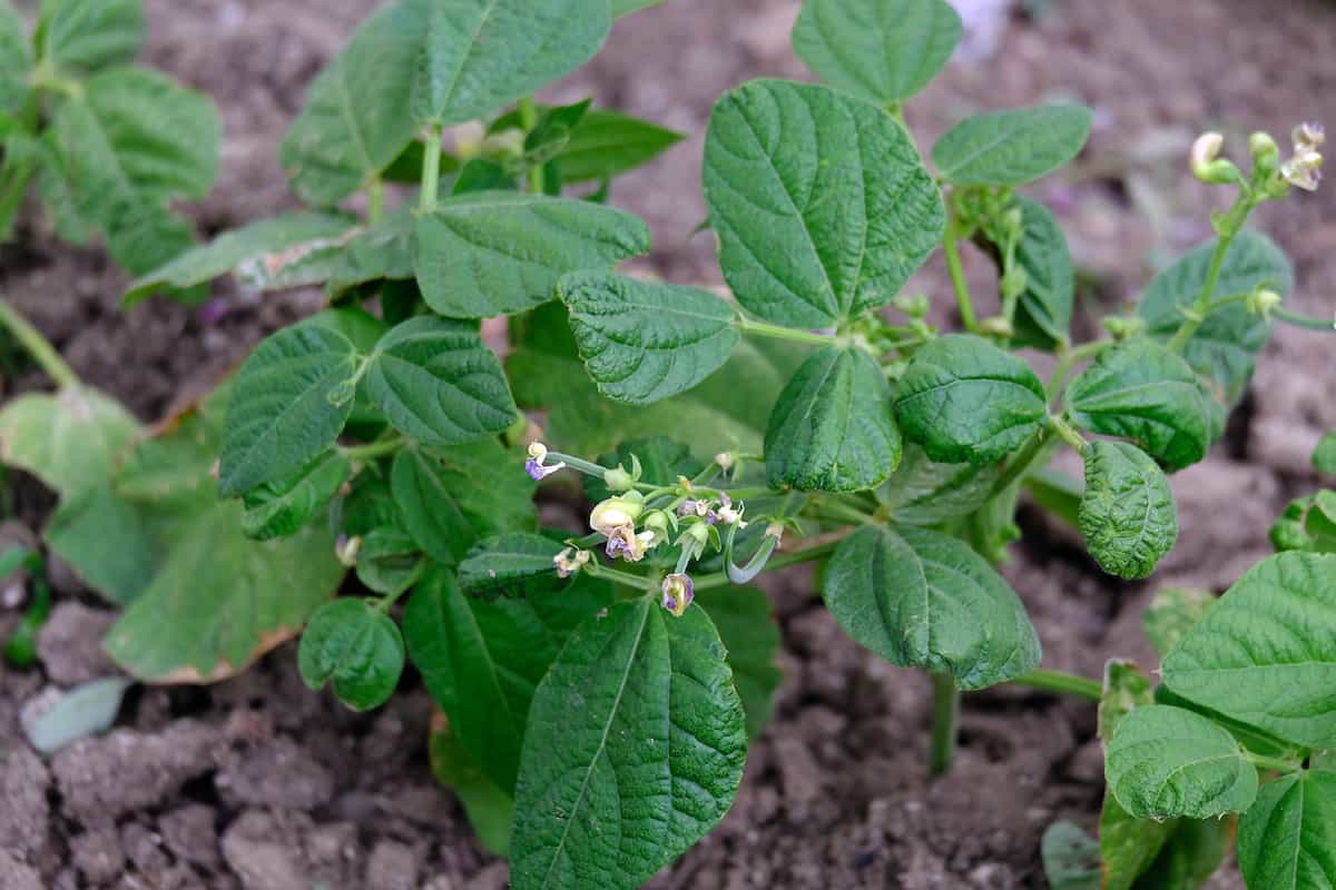 Provider Bush Beans - Minneopa Orchards