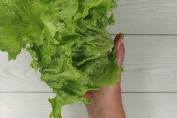 Green Ice Lettuce: How to Plant, Grow, and Eat These Delicious Greens ...