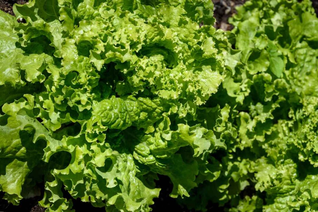 Green Ice Lettuce: How to Plant, Grow, and Eat These Delicious Greens ...
