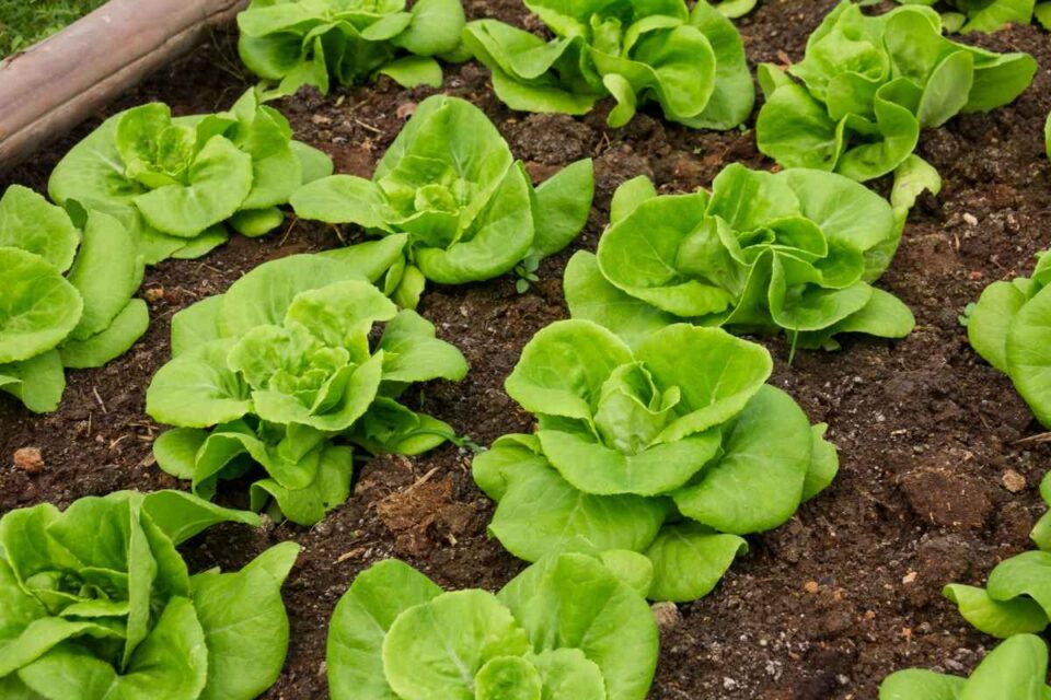Butterhead Lettuce: How to Plant, Grow, and Enjoy This Delicacy ...