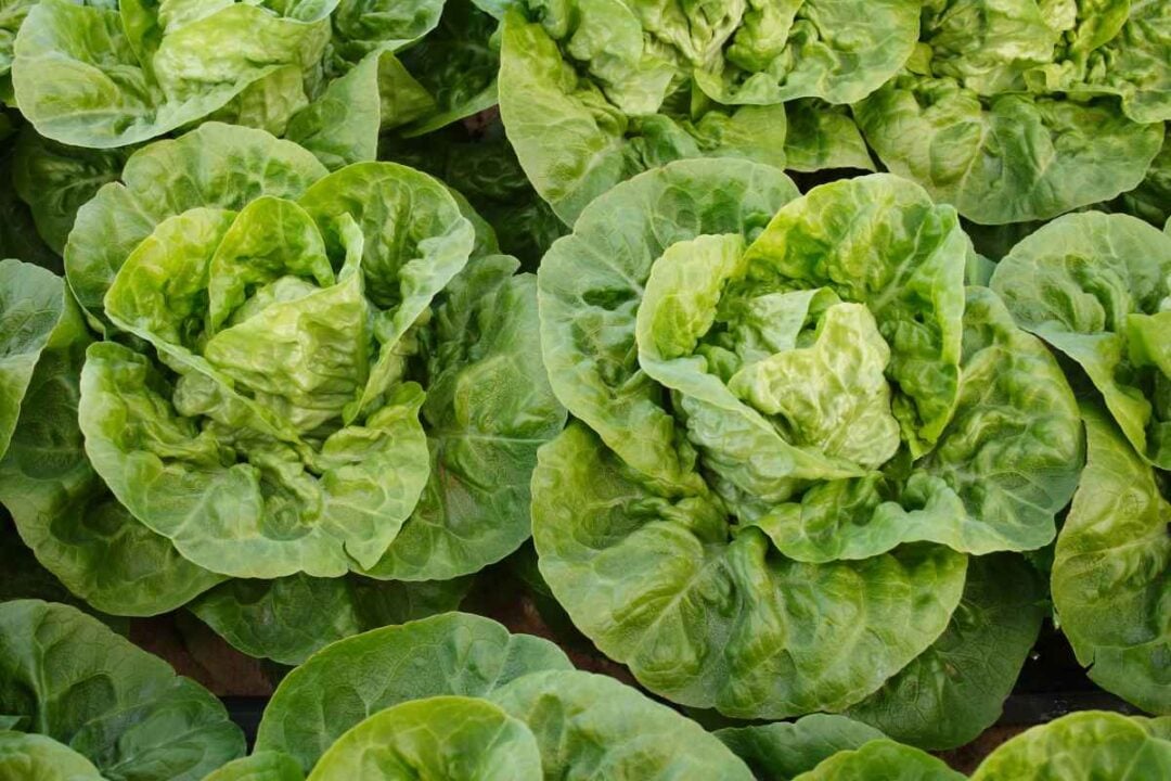 Little Gem Lettuce: How to Plant, Grow, and Enjoy This Delicious Leafy ...