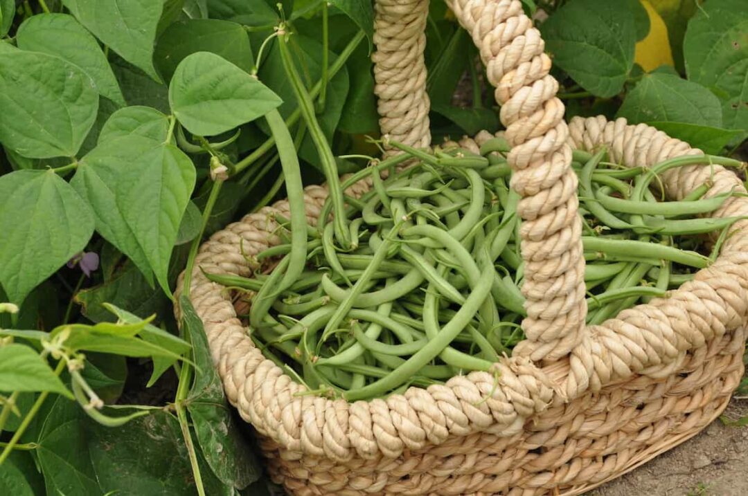 All About Contender Bush Beans - Minneopa Orchards