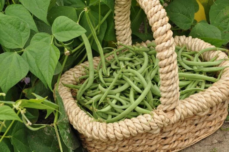 All About Contender Bush Beans - Minneopa Orchards