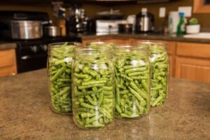 All About Contender Bush Beans - Minneopa Orchards