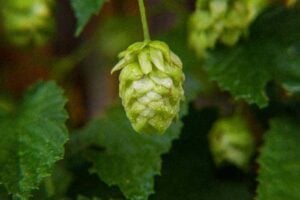 Hops - Minneopa Orchards
