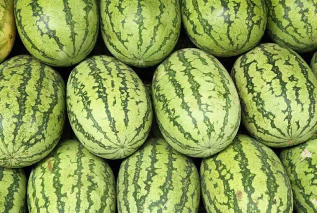 7 Kinds of Giant Watermelons - Minneopa Orchards