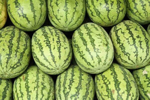 7 Kinds of Giant Watermelons - Minneopa Orchards