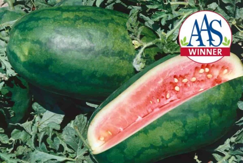 7 Kinds of Giant Watermelons - Minneopa Orchards