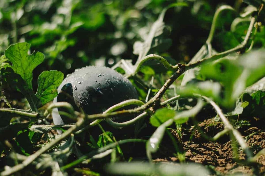 All About the Black Diamond Watermelon - Minneopa Orchards