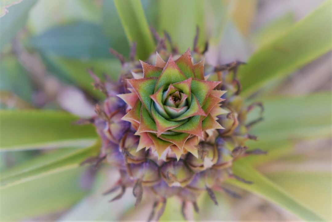 All About the Sugarloaf Pineapple - Minneopa Orchards