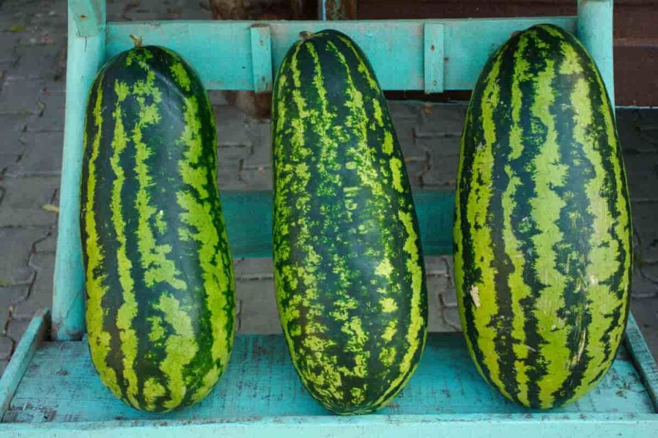 7 Kinds of Giant Watermelons - Minneopa Orchards