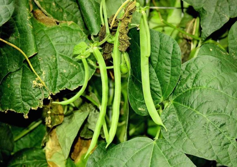 3 Important Facts About Kentucky Wonder Pole Beans - Minneopa Orchards