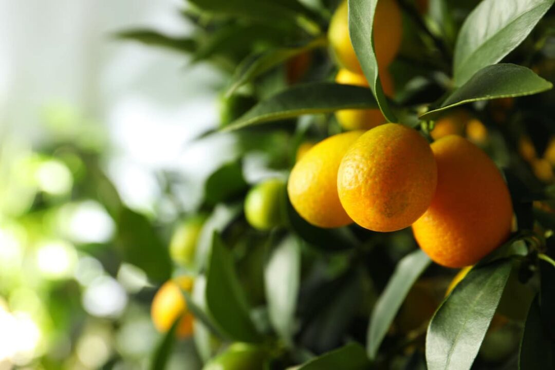 How to Grow Kumquat Trees - Minneopa Orchards