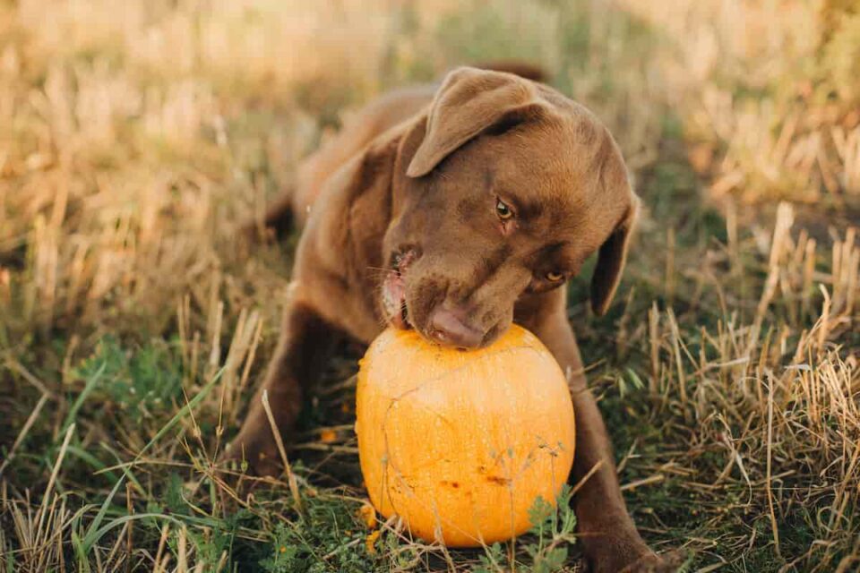 Can Dogs Eat Pumpkins? - Minneopa Orchards