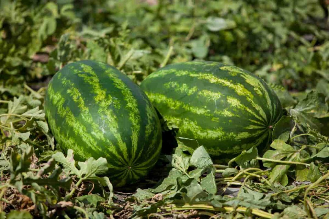 8 Kinds of Picnic Watermelons to Know About - Minneopa Orchards