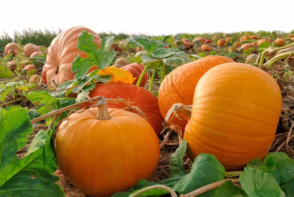 The Best Fertilizer for Pumpkins - Minneopa Orchards