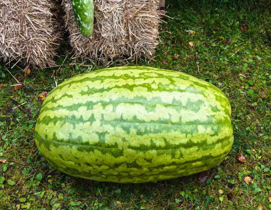 The Georgia Rattlesnake Watermelon - Minneopa Orchards