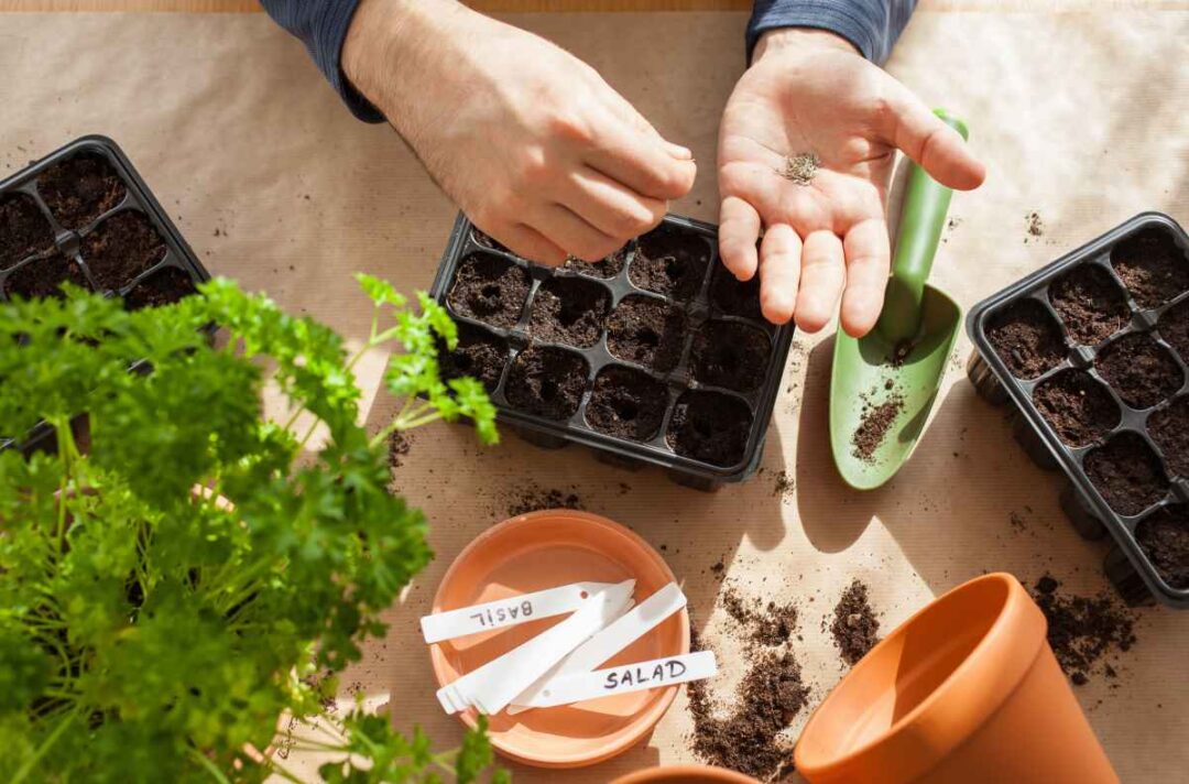 Prizehead Lettuce: How to Grow and Enjoy These Delicious Greens ...