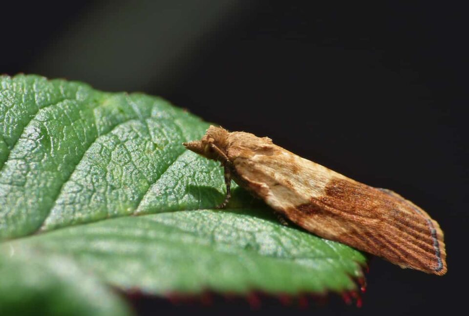 How to Identify and Eliminate Orange Tree Pests - Minneopa Orchards