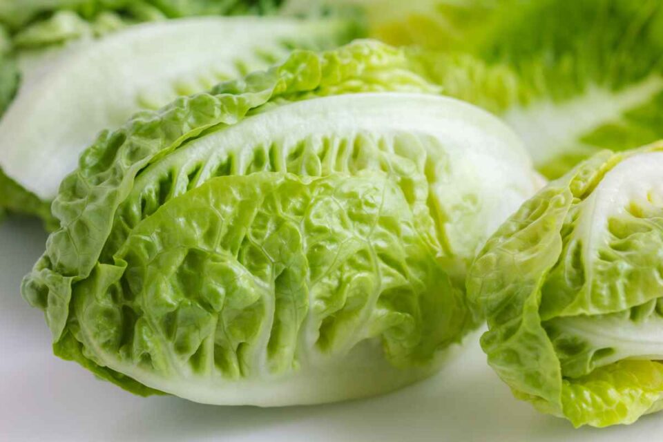 Little Gem Lettuce: How to Plant, Grow, and Enjoy This Delicious Leafy ...