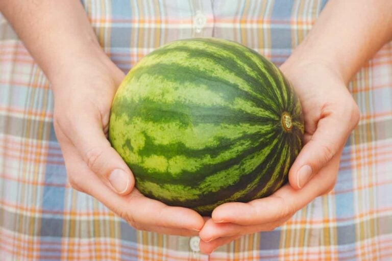 All About the Mini Piccolo Watermelon - Minneopa Orchards