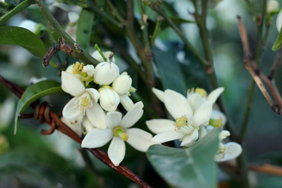 The Honey Tangerine Tree - Minneopa Orchards