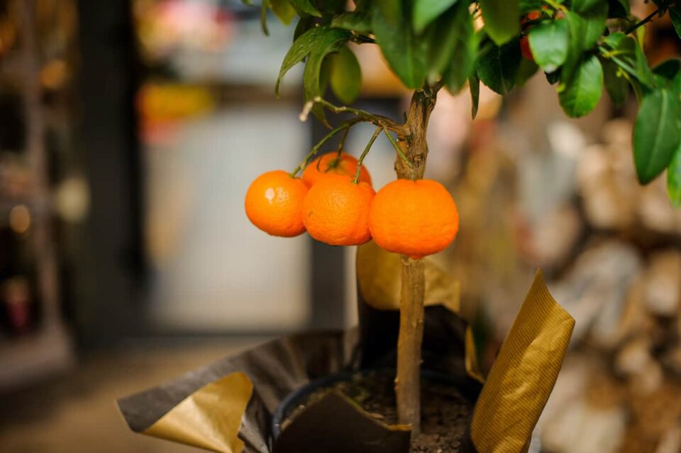 The Golden Nugget Tangerine Tree - Minneopa Orchards