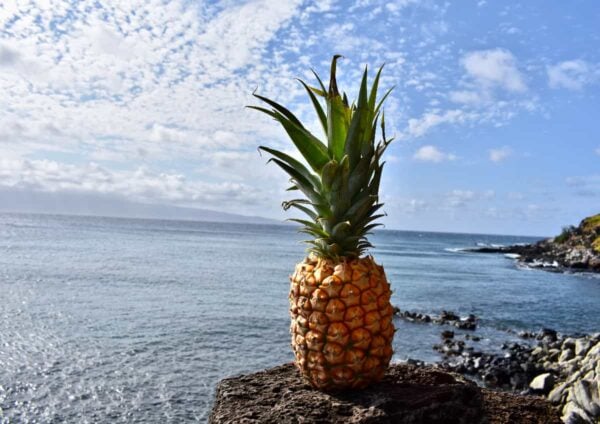 The Maui Gold Pineapple - Minneopa Orchards