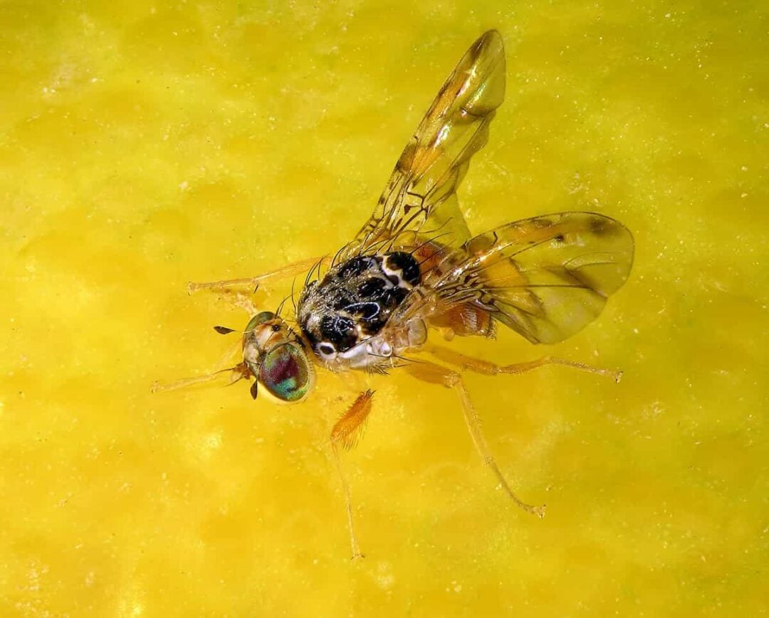 How to Identify and Eliminate Orange Tree Pests - Minneopa Orchards