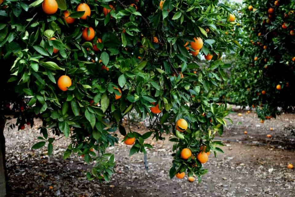 The 4 Best Orange Groves in Arizona - Minneopa Orchards