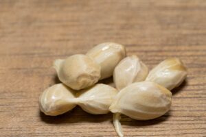 How to Grow an Orange Tree From Seed - Minneopa Orchards