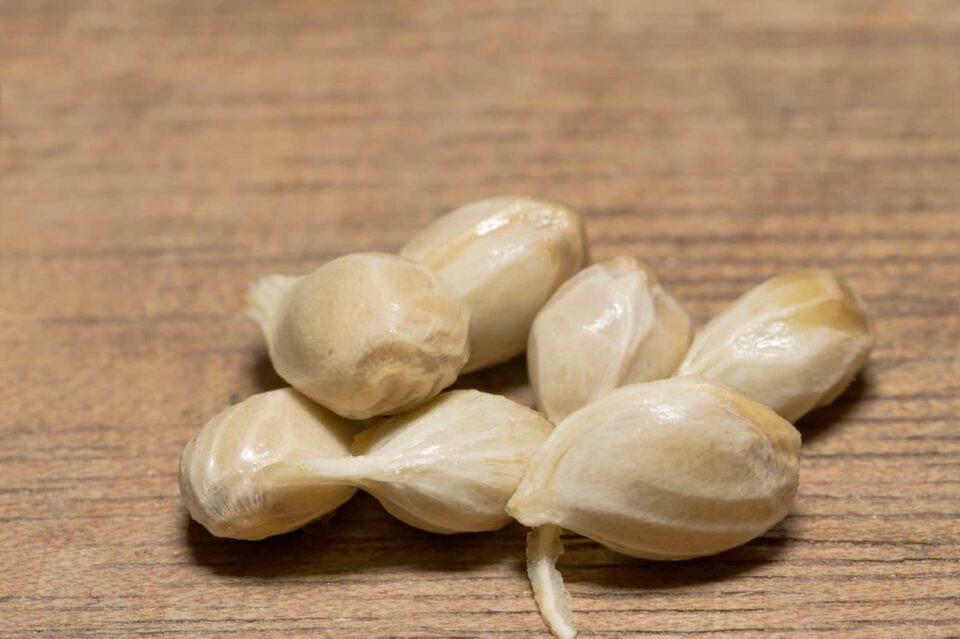 How to Grow an Orange Tree From Seed - Minneopa Orchards