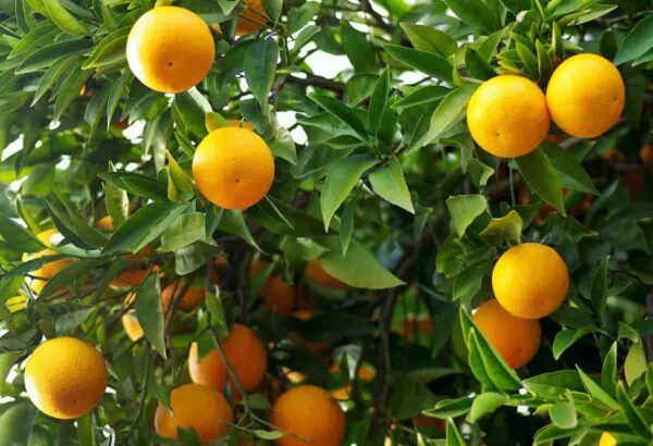 The 4 Best Orange Groves in Arizona - Minneopa Orchards