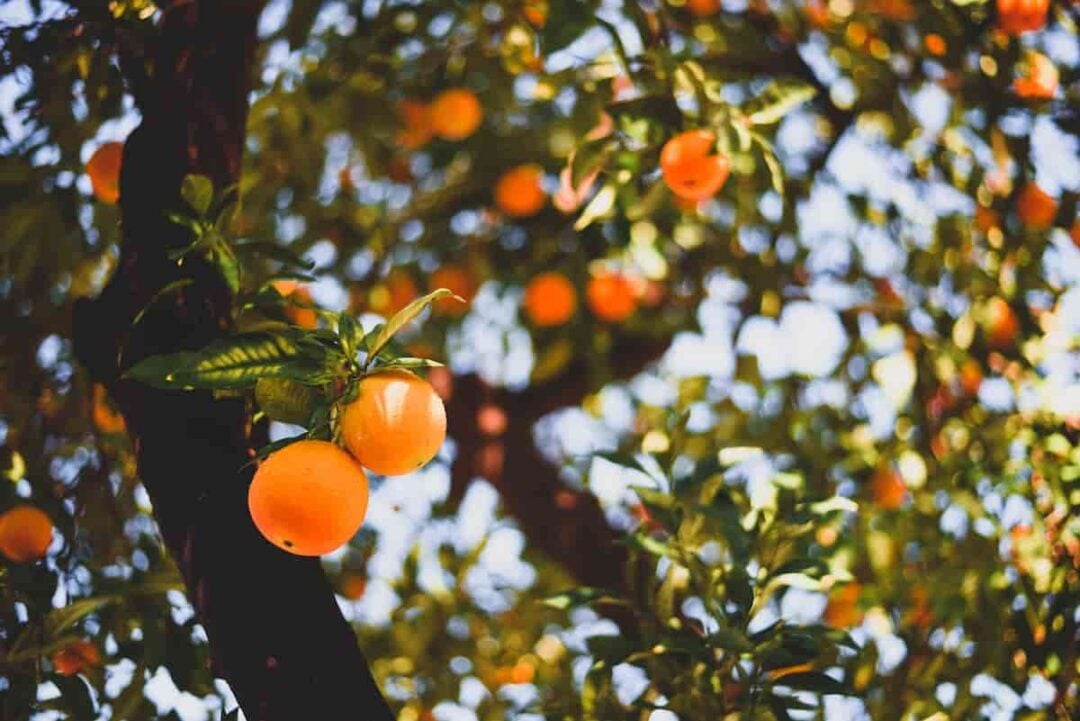 The 4 Best Orange Groves in Arizona - Minneopa Orchards