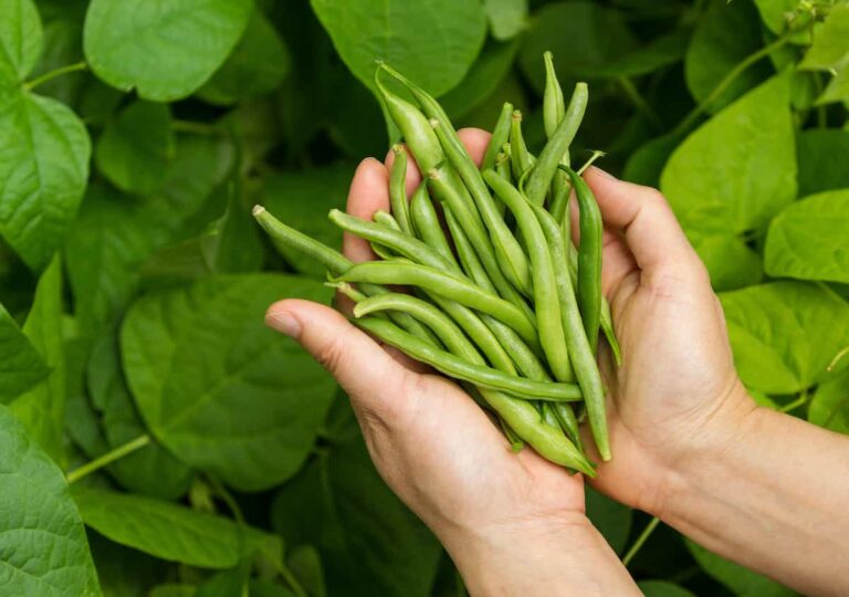 Provider Bush Beans - Minneopa Orchards