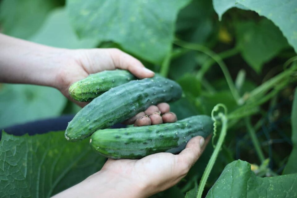 The Marketmore 76 Cucumber - Minneopa Orchards