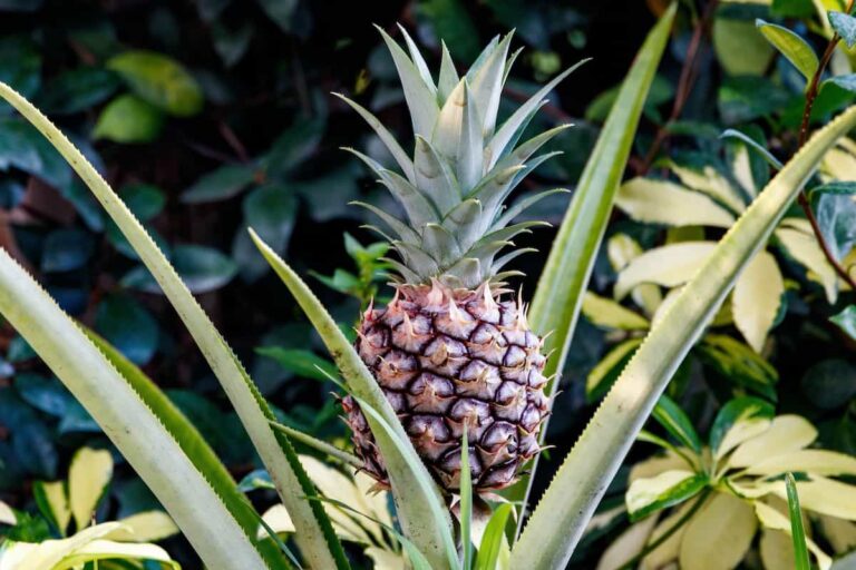 All About the Sugarloaf Pineapple - Minneopa Orchards