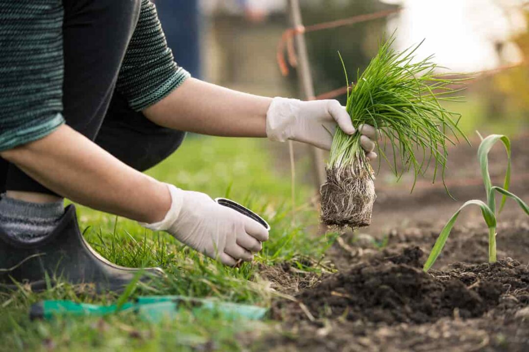 How to Plant Chives - Minneopa Orchards