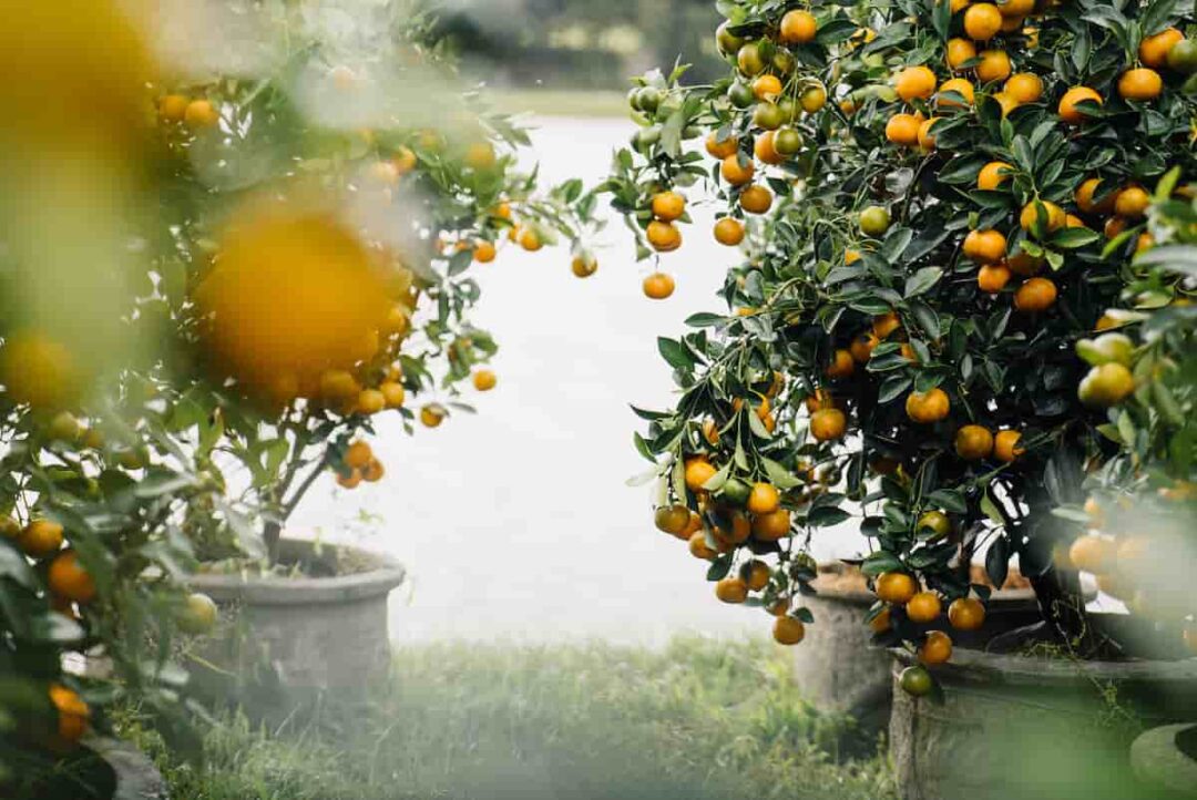 The Dwarf Tangerine Tree - Minneopa Orchards