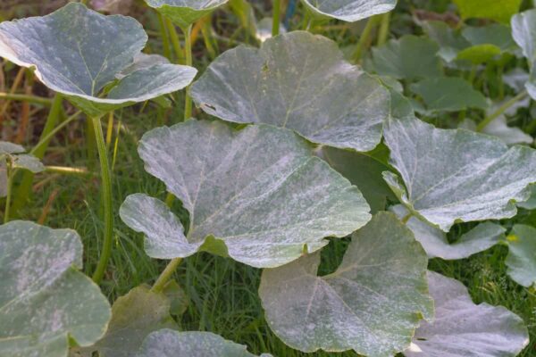 How to Identify and Treat 5 Pumpkin Diseases - Minneopa Orchards
