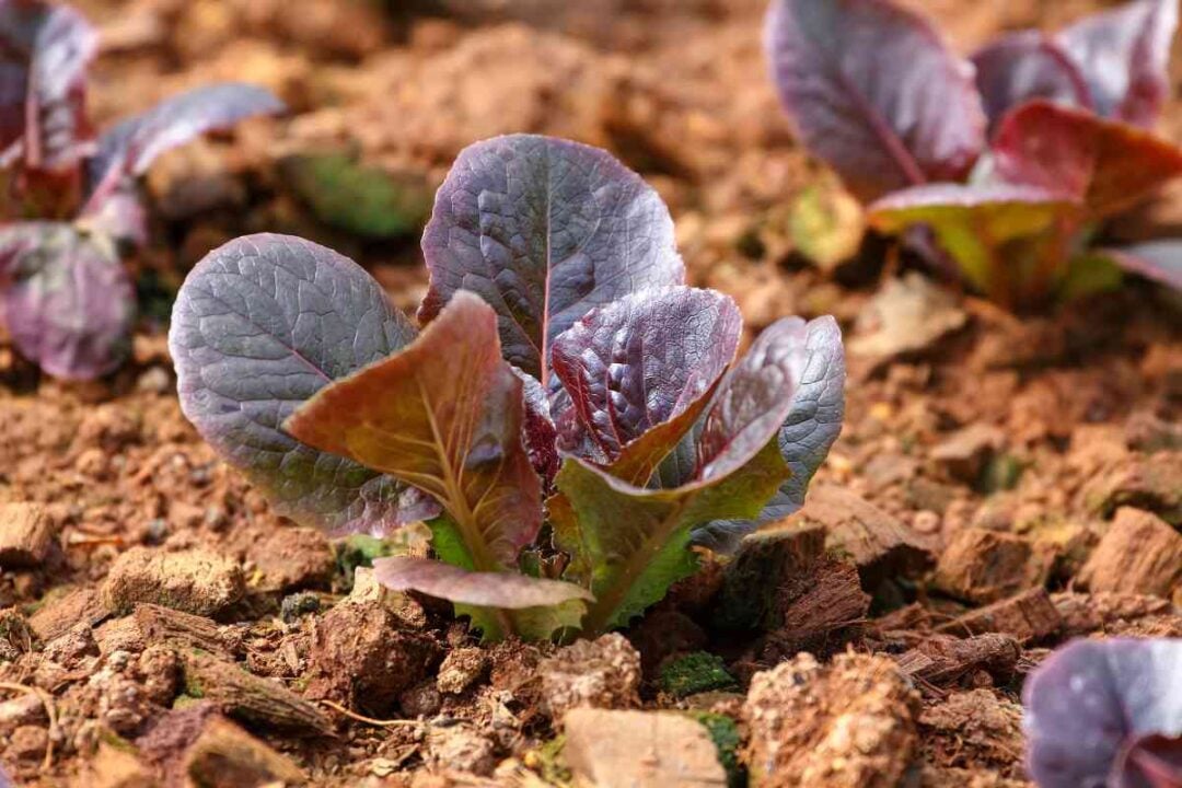 Prizehead Lettuce: How to Grow and Enjoy These Delicious Greens ...