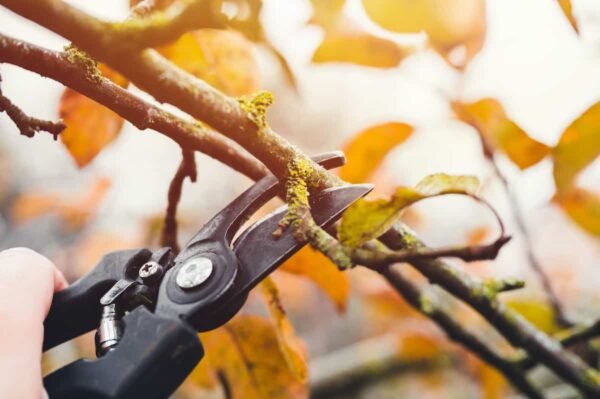 The Guide To Pruning Kumquat Trees Minneopa Orchards