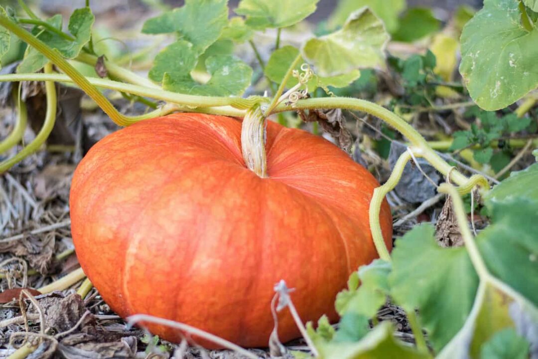 How to Identify and Treat 5 Pumpkin Diseases - Minneopa Orchards
